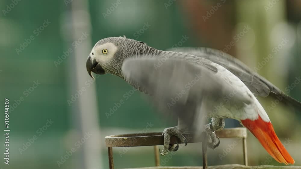 African grey parrot (Psittacus erithacus). bird flaps its wings Stock ...