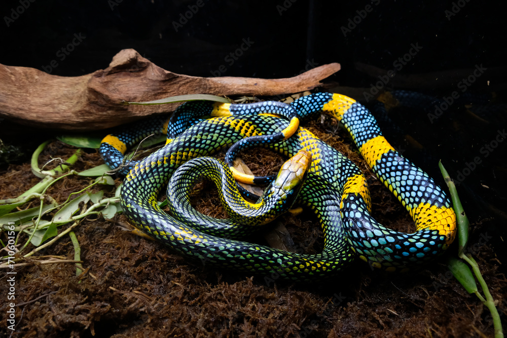 The rainbow tree snake (Gonyosoma margaritatus) is an extremely rare ...