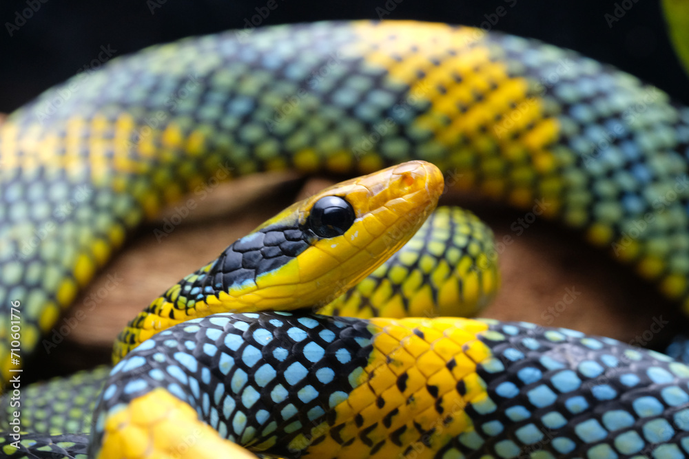 The rainbow tree snake (Gonyosoma margaritatus) is an extremely rare ...