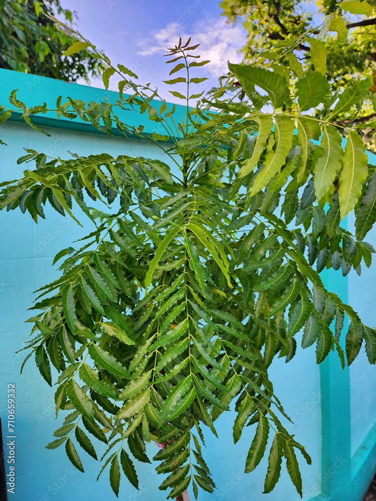 Small siamese neem tree It has just released young brown leaves and ...