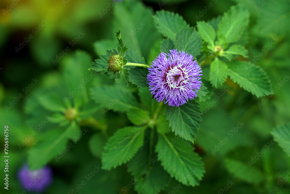 Centratherum intermedium is a purple flowering plant. The flower shape ...