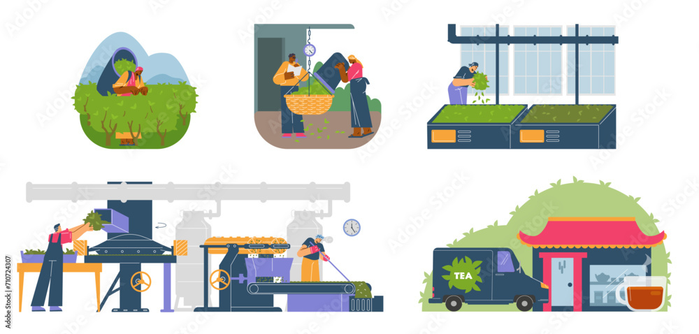 Tea production facility, harvesting, grading, fermentation leaves and ...
