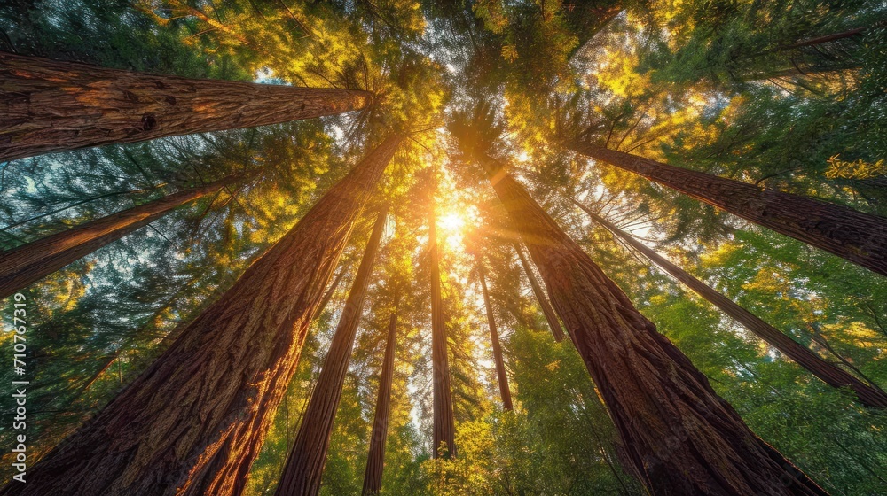 the sun shines through the tall trees in a grove of redwood trees in a ...