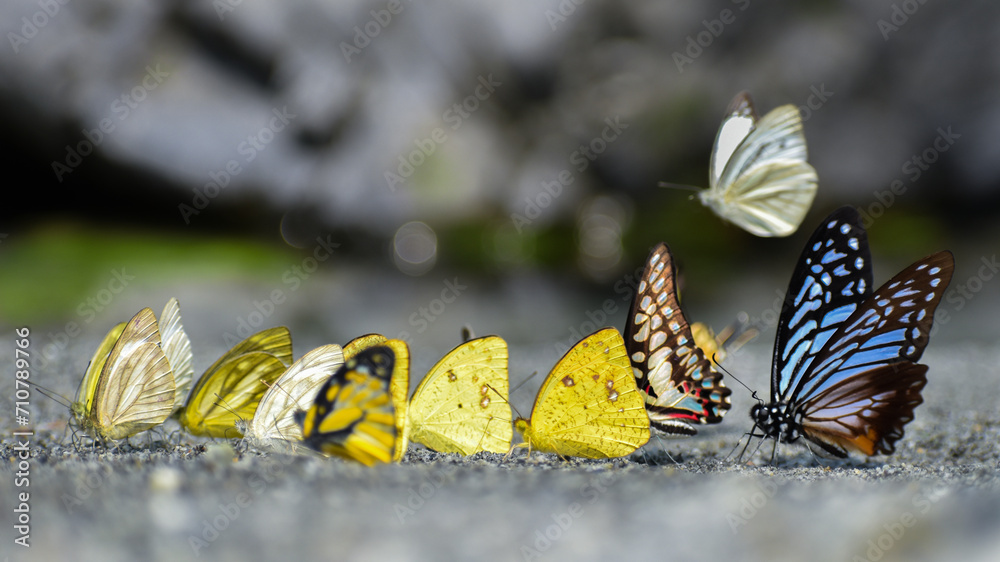 Fotka „Mud puddling of Great zebra, common gull, lesser gull, yellow ...