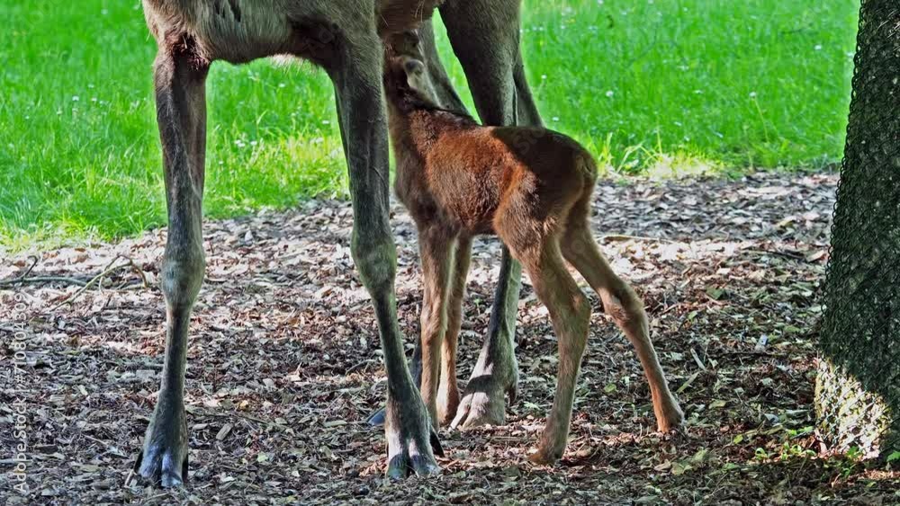 Vidéo Stock Family of moose or elk, Alces alces is the largest extant ...