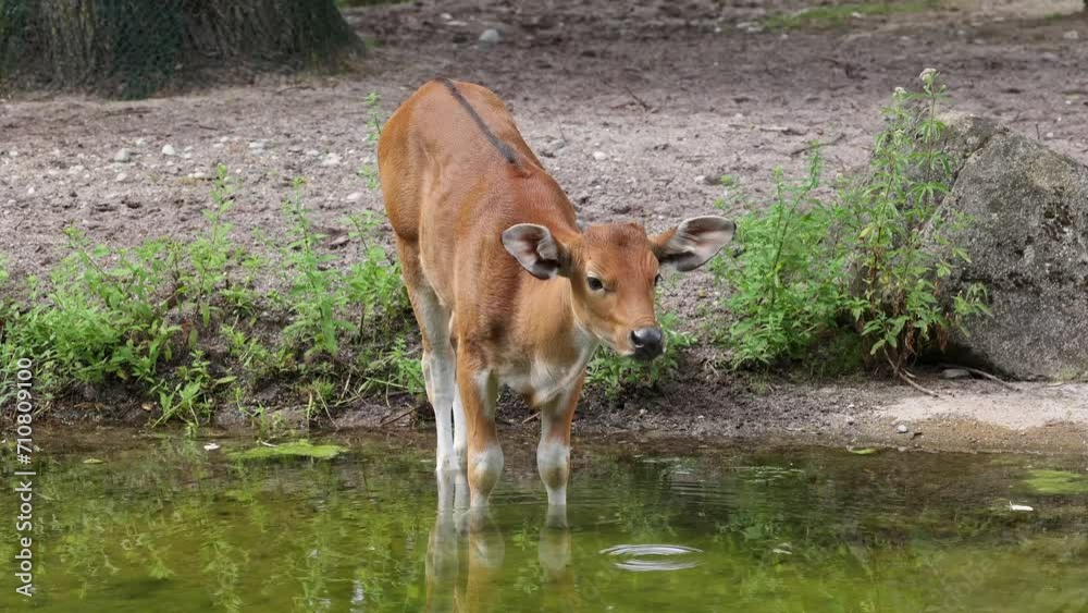 Young baby Banteng, Bos javanicus or Red Bull. It is a type of wild ...