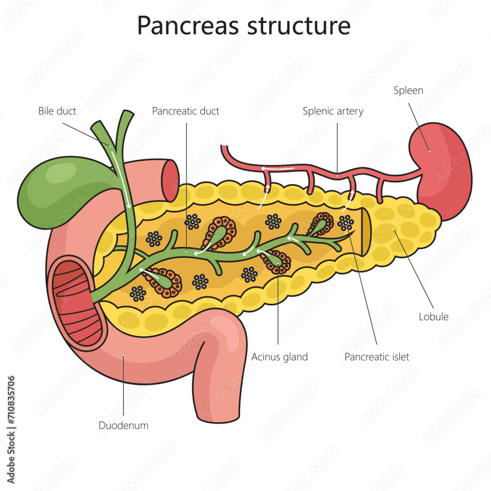pancreas structure diagram hand drawn schematic vector illustration ...