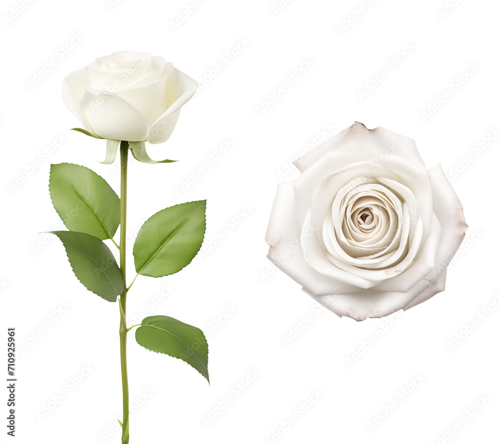 Top and side view of a rose flower with white petals. Isolated ...