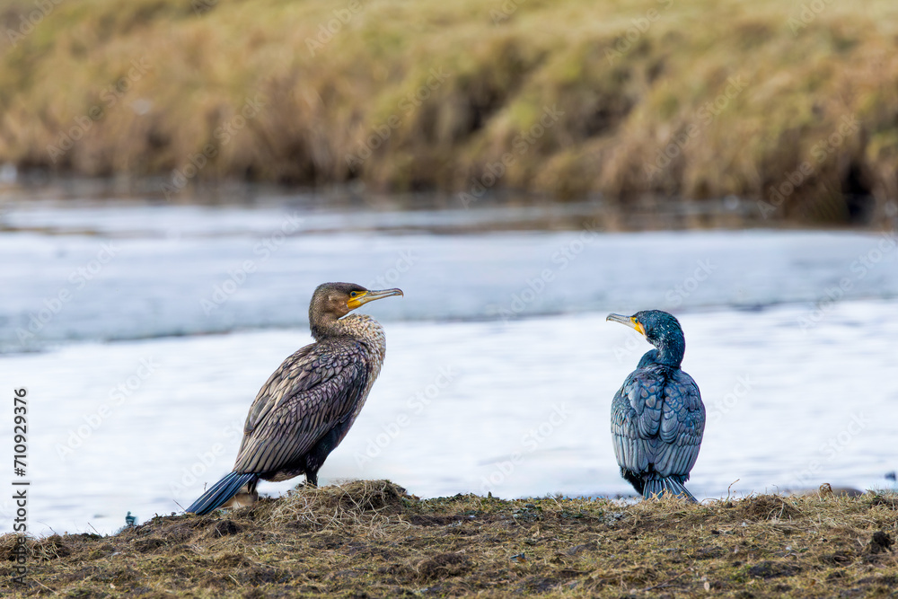Close up of 2 Great Cormorants, Phalacrocorax carbo, in the light of ...