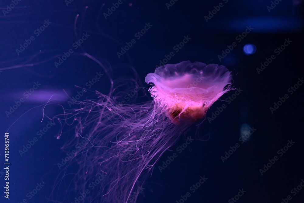 Fluorescent jellyfish swimming underwater aquarium pool with red neon ...