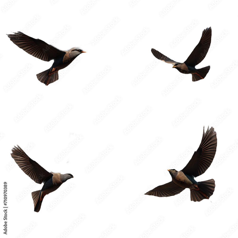 Realistic image of four birds flying on white or transparent background ...