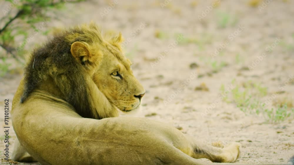 Male lion with an impressive mane sitting alone in the savannah ...