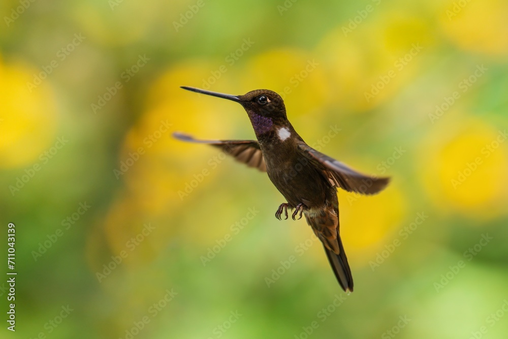 Brown inca (Coeligena wilsoni) is a species of hummingbird found in ...
