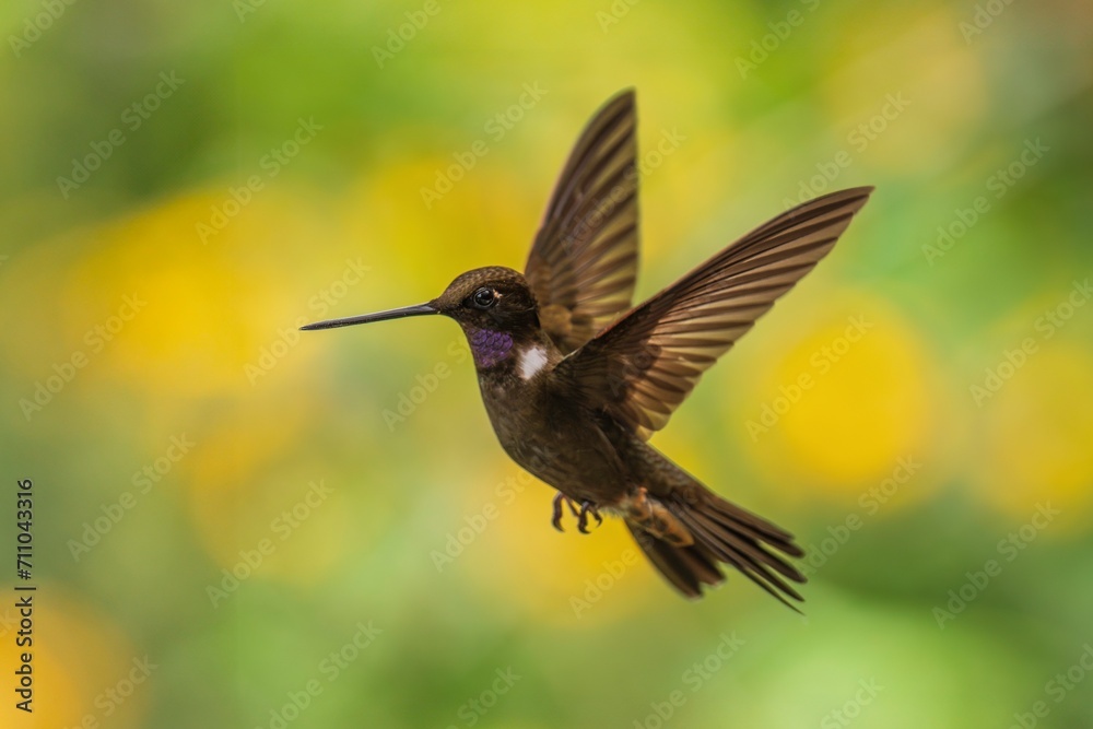 Brown inca (Coeligena wilsoni) is a species of hummingbird found in ...