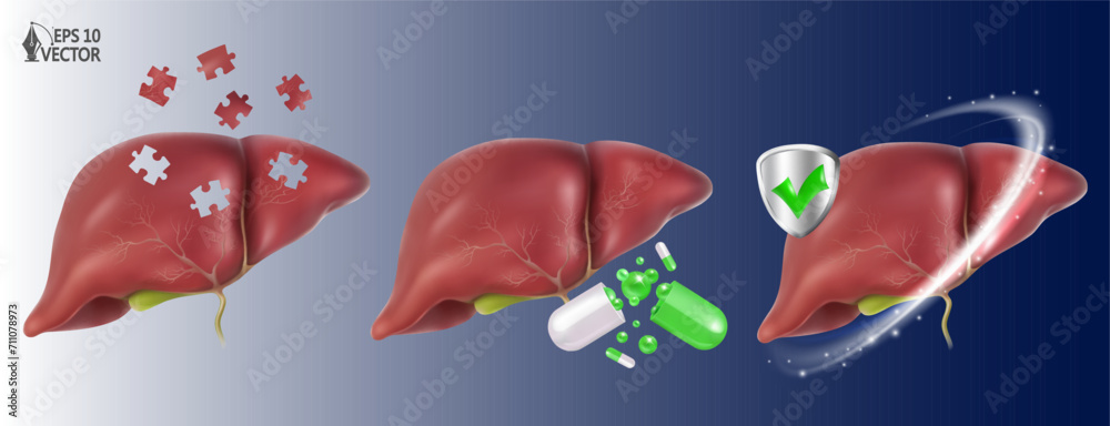 Vector realistic human liver, anatomically correct structure model ...
