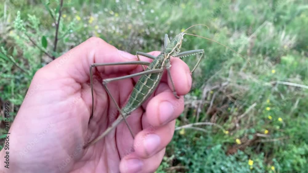 Rare Giant Saga Pedo Insect, Largest European Bug from the Orthoptera ...