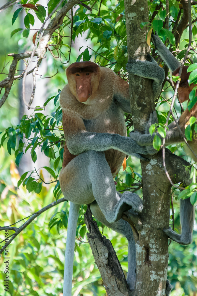 The proboscis monkey (Nasalis larvatus) or long-nosed monkey is a ...