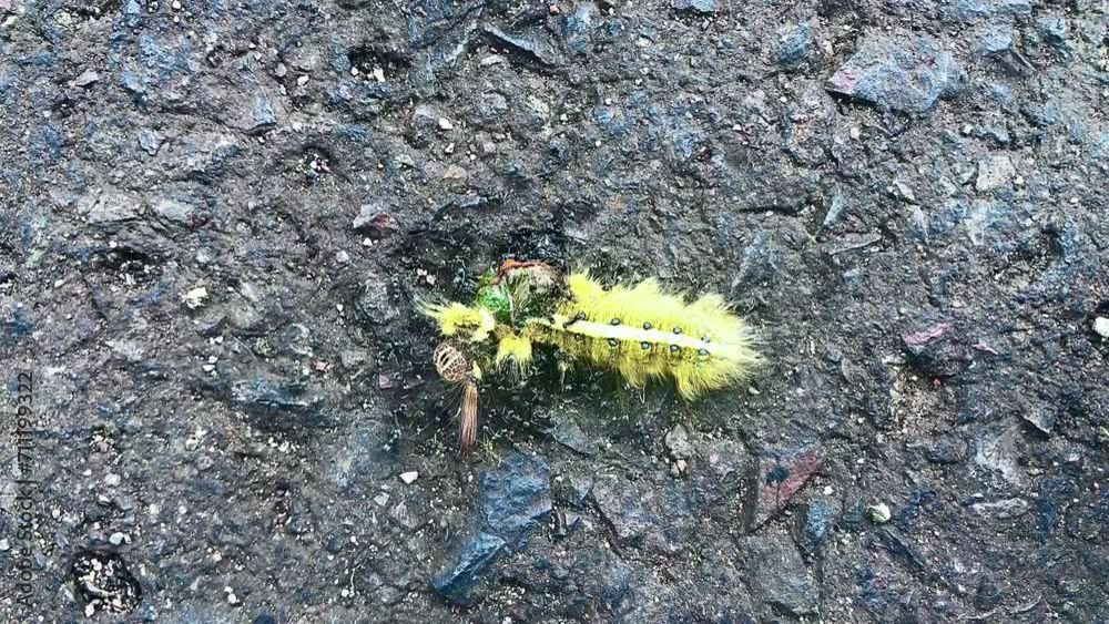 Hordes of black ants eat hairy caterpillars that die after being bitten ...