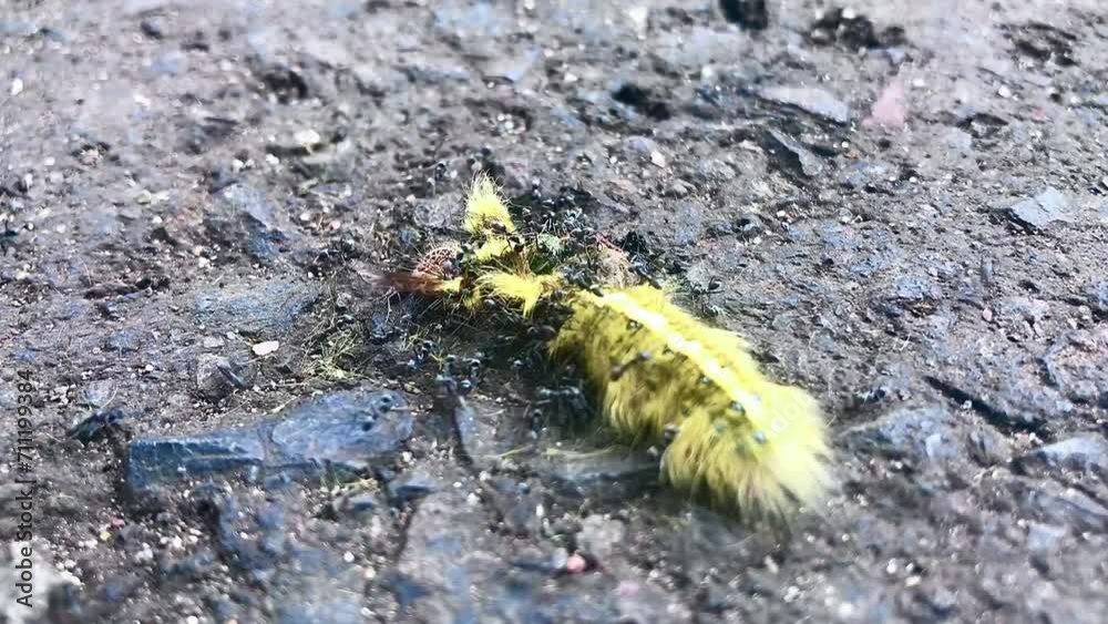Hordes of black ants eat hairy caterpillars on the asphalt. Carcass of ...