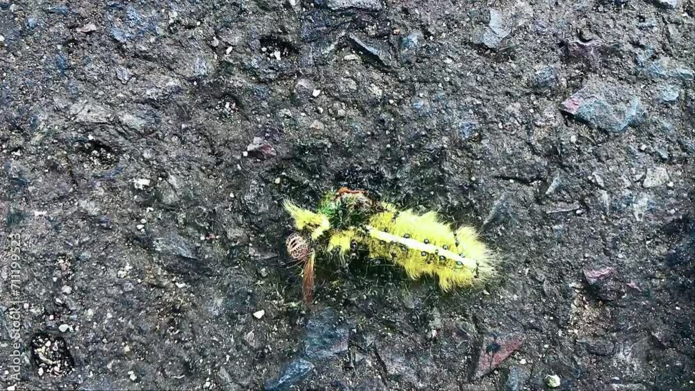 Hordes of black ants on the asphalt eat dead caterpillars. Insect ...