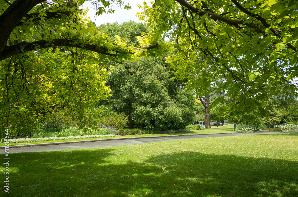 Urban Park Background: Lush Green Trees, Leafy Branches, asphalt ...