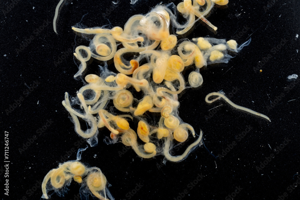 Foto de Study of Parasitic helminths (Trematodes) and Ascaris of fishes ...