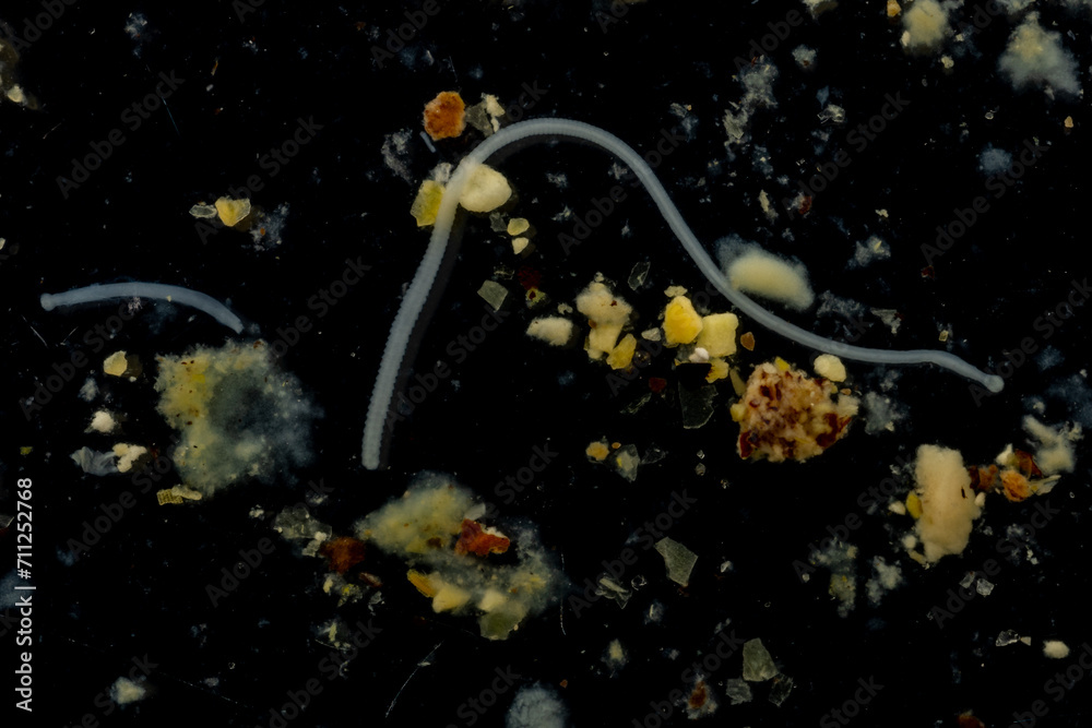 Tapeworms (Cestoda: Caryophyllidea), Parasites of Fish in Thailand ...