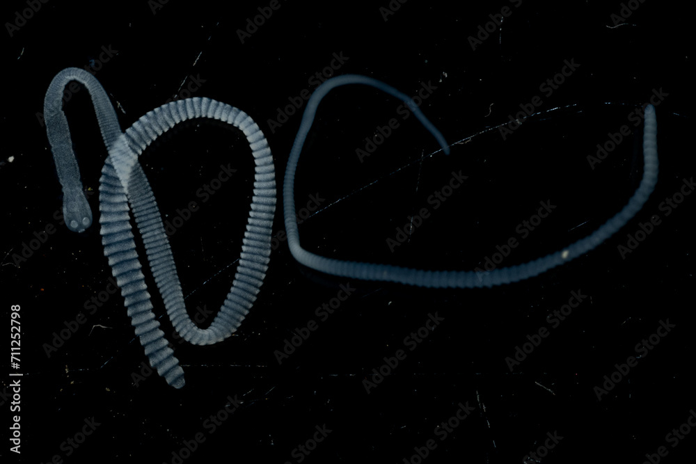 Tapeworms (Cestoda: Caryophyllidea), Parasites of Fish in Thailand ...