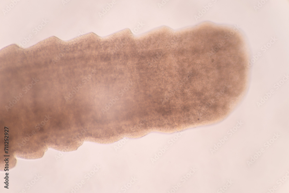 Tapeworms (Cestoda: Caryophyllidea), Parasites of Fish in Thailand ...