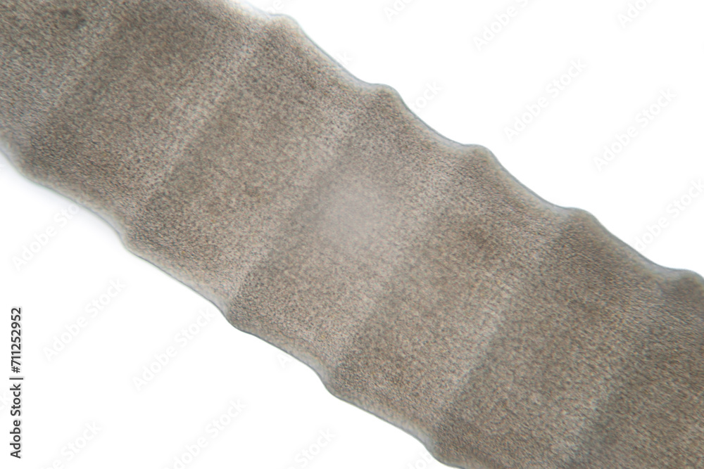 Tapeworms (Cestoda: Caryophyllidea), Parasites of Fish in Thailand ...