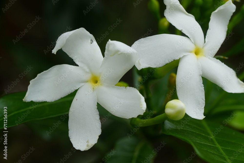 Tabernaemontana divaricata (Apocynaceae), commonly called Pinwheel ...