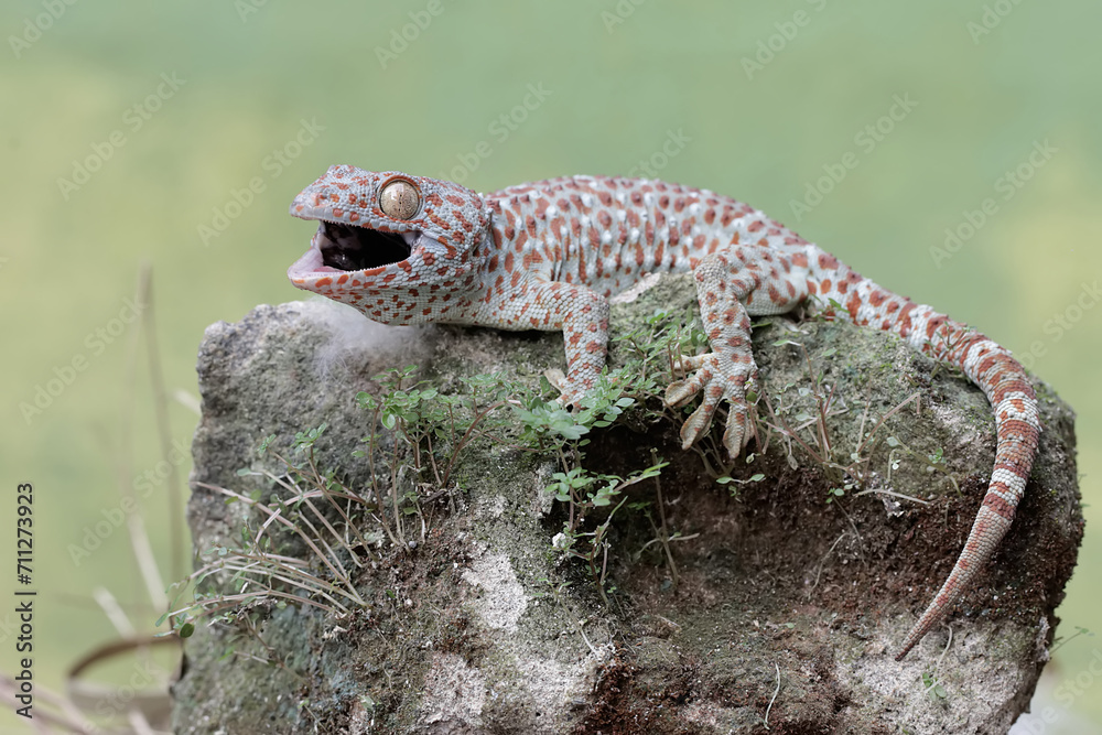 A tokay gecko is ready to attack other animals that approach its ...