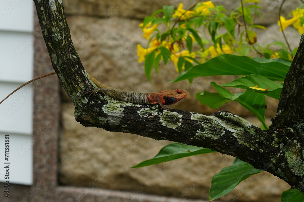 The Crested Tree Lizard, scientifically known as Calotes versicolor, is ...