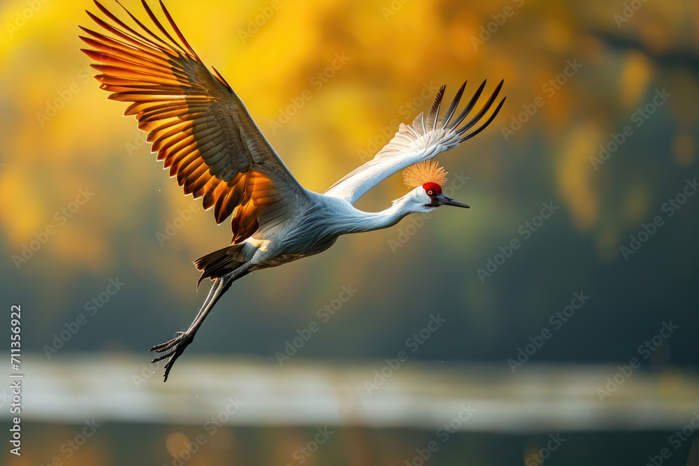 Sarus crane, world's tallest flying bird, animal wildlife Stock Photo ...