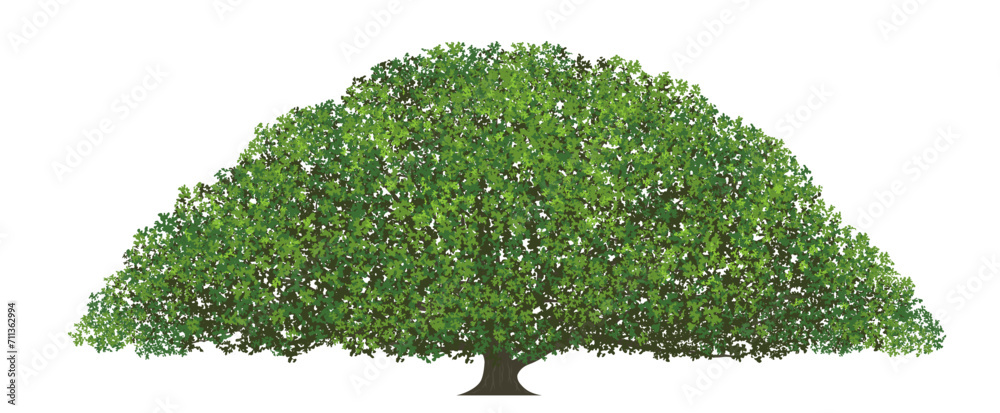 Big Monkey Pod Tree Vector Flat Illustration Isolated On A White ...