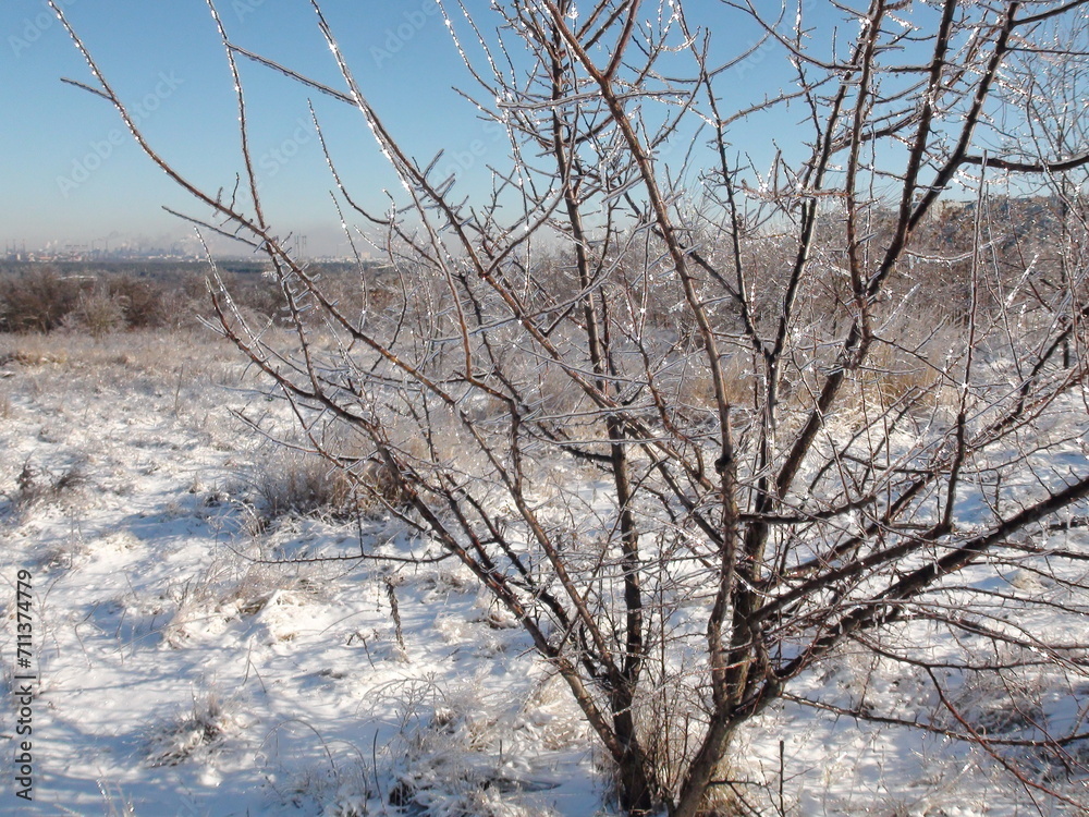 The rare natural beauty of frozen straight branches of forest bushes ...