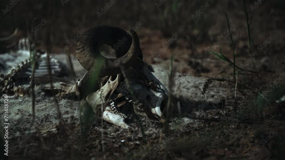 Skull and bones of a dead goat laying on the ground at night Stock ...