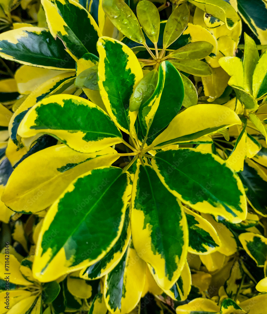 Variegated leaf of Octopus Tree or Umbrella Tree (Schefflera ...