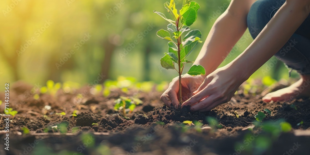 Planting new trees, planting new trees in an open area, new tree ...