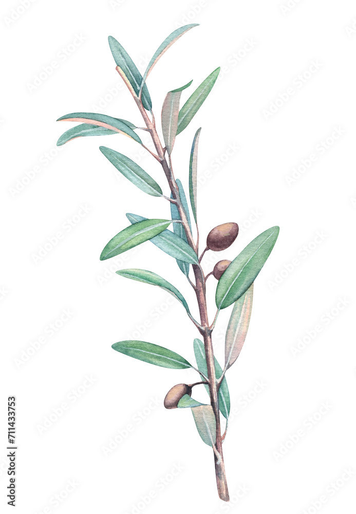 Detailed watercolor botany olive branch with vibrant leaves and olives ...