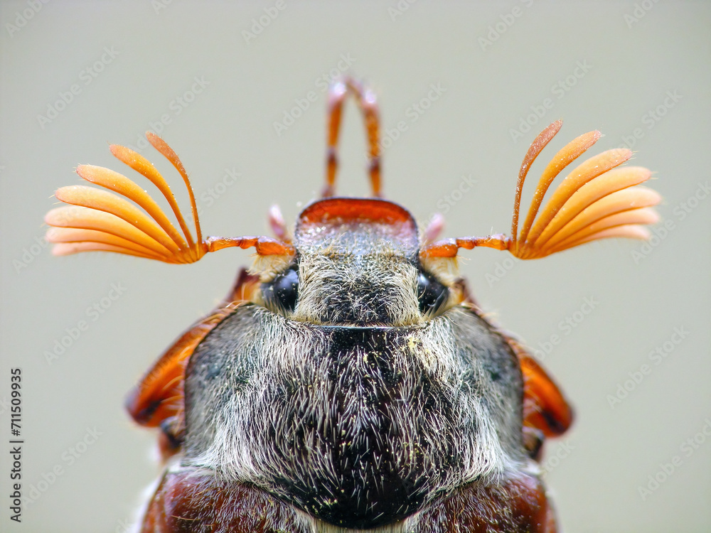 Macrophotograph of the head of a male June beetle or cockchafer ...