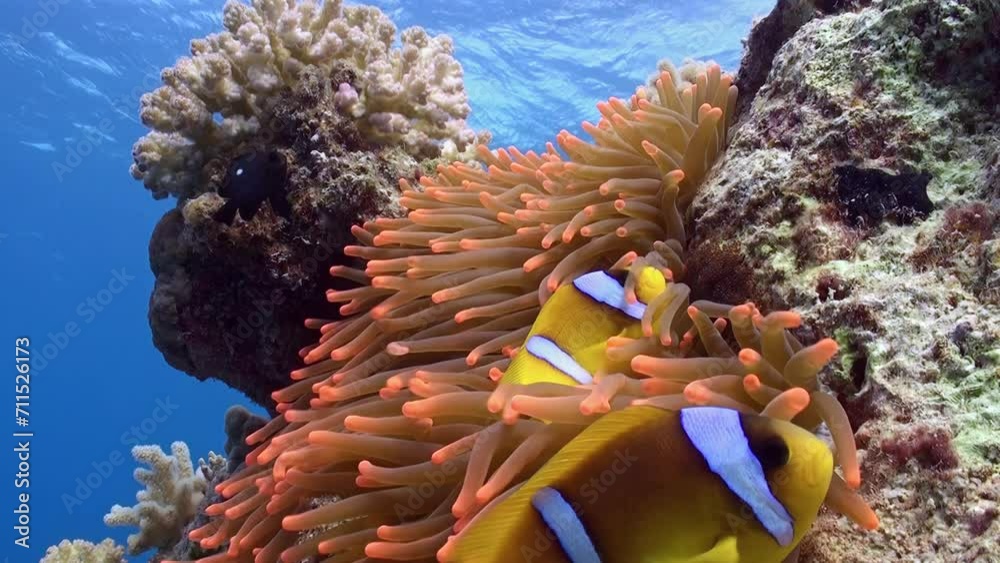 Close-up sea anemone and bright yellow fish in underwater nature ...