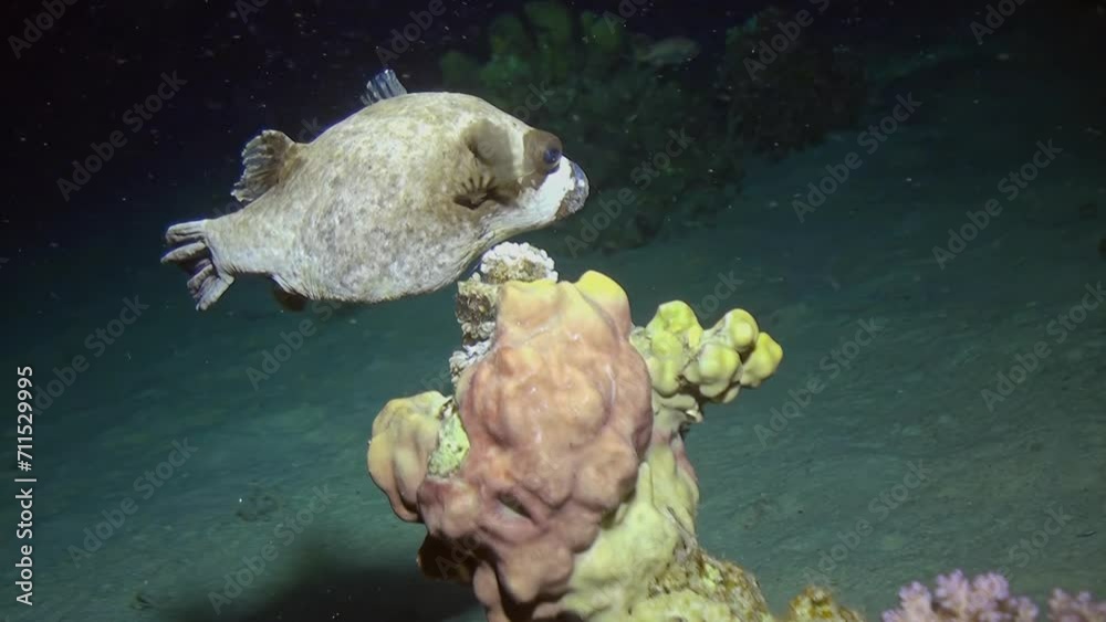 Living poisonous puffer fish in underwater ocean is unique. Underwater ...