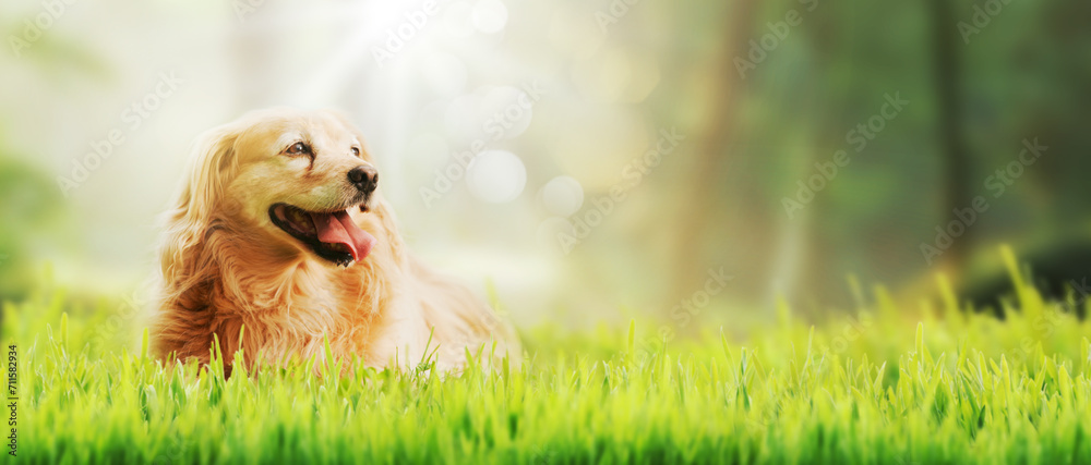 Beautiful dog walking in the grass Stock Photo | Adobe Stock