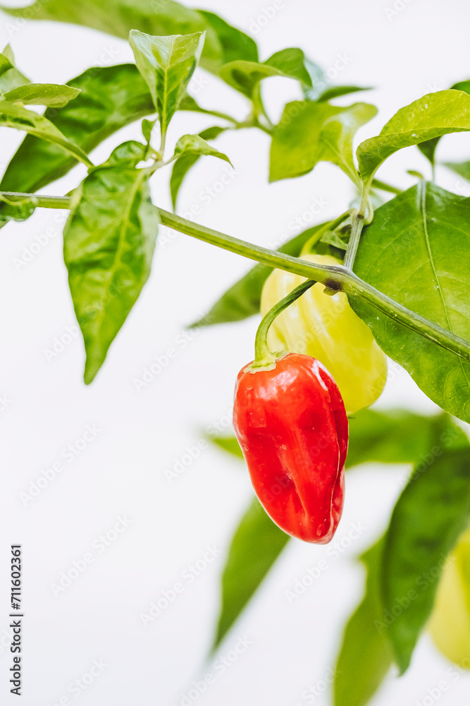 Petit poivron rouge en train de pousser sur un plant au potager Stock ...