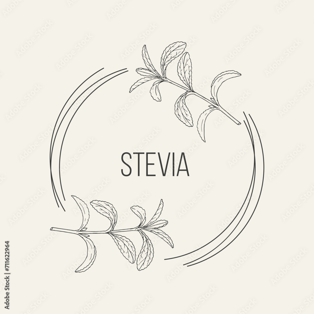 Stevia rebaudiana known as candyleaf, sweet leaf, or sugarleaf, floral ...