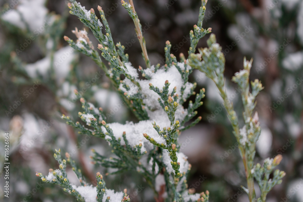 Snow covered coniferous branches. Juniper bush under snow, close up ...