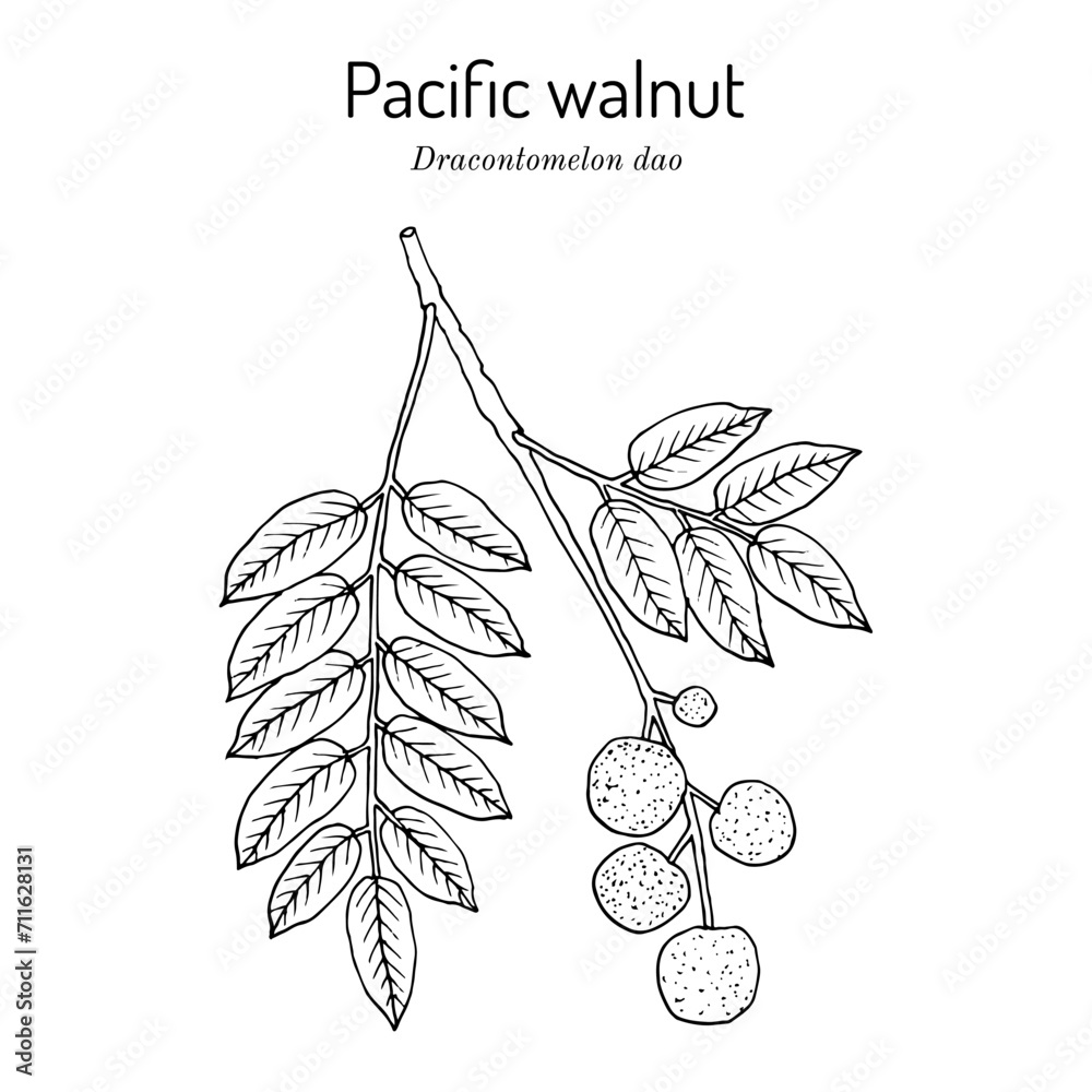 Pacific walnut, Lamyo, or Paldao (Dracontomelon dao), edible and ...
