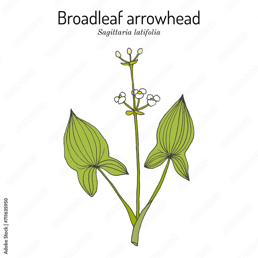 Broadleaf arrowhead, or duck-potato (Sagittaria latifolia), edible and ...