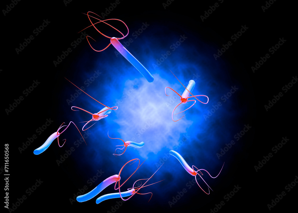 Helicobacter pylori is a gram-negative, flagellated, helical bacterium ...